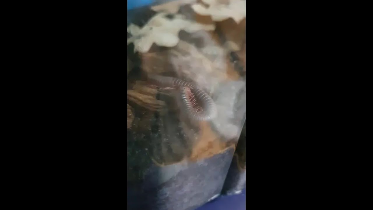 I Got a Millipede!!! + Millipede Grooming Himself - YouTube