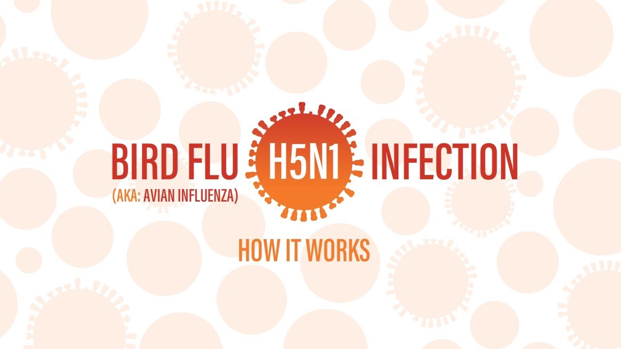 Bird Flu (Avian Influenza) H5N1: How It Works - YouTube