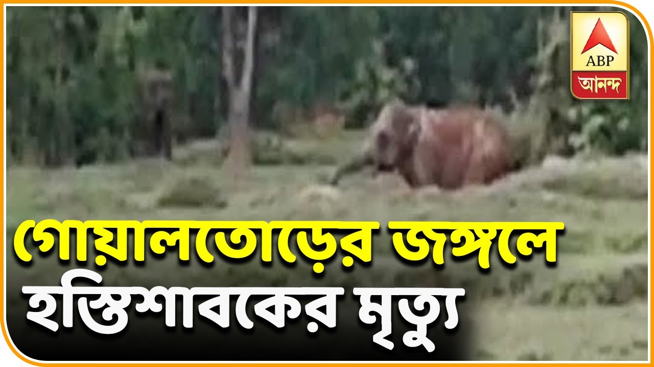 Reporter Stories: গোয়ালতোড়ের জঙ্গলে জল খেতে গিয়ে হস্তিশাবকের মৃত্যু ...