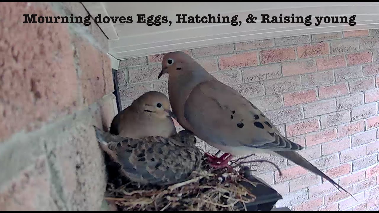 From empty to fledgling | Time-lapse video | Mourning doves! - YouTube