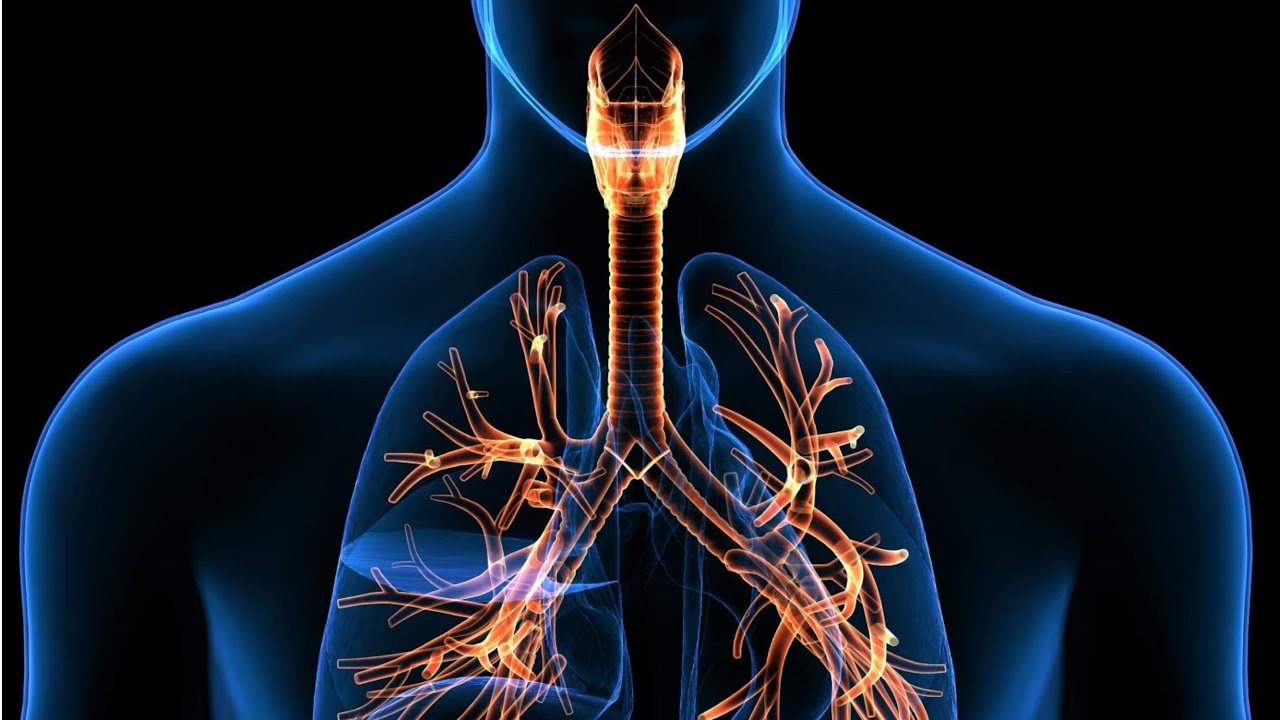 BASIC ANATOMY & PHYSIOLOGY REVIEW: Respiratory System - YouTube