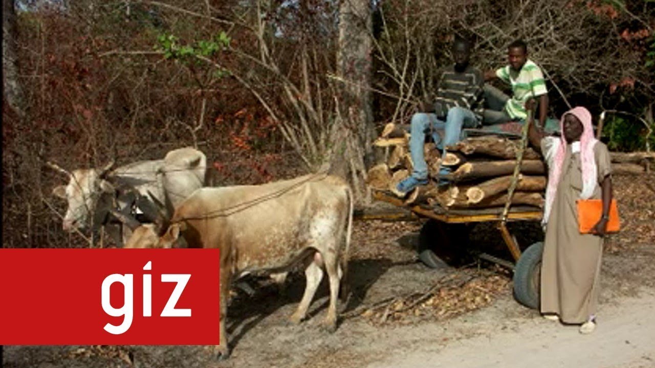 Wood Energy – Africa’s Green Energy Future - YouTube
