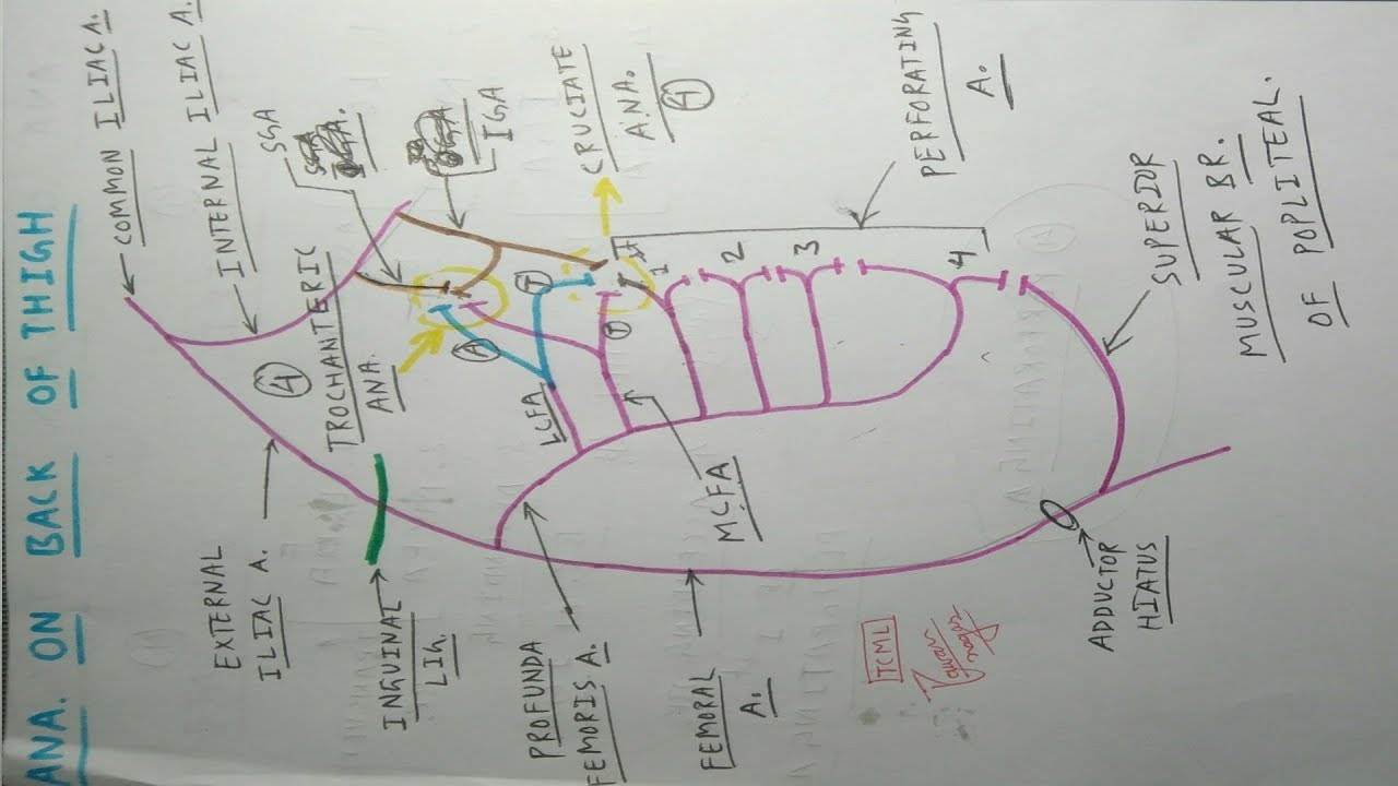Trochanteric and Cruciate Anastomosis | Part 2 | The Charsi of Medical ...