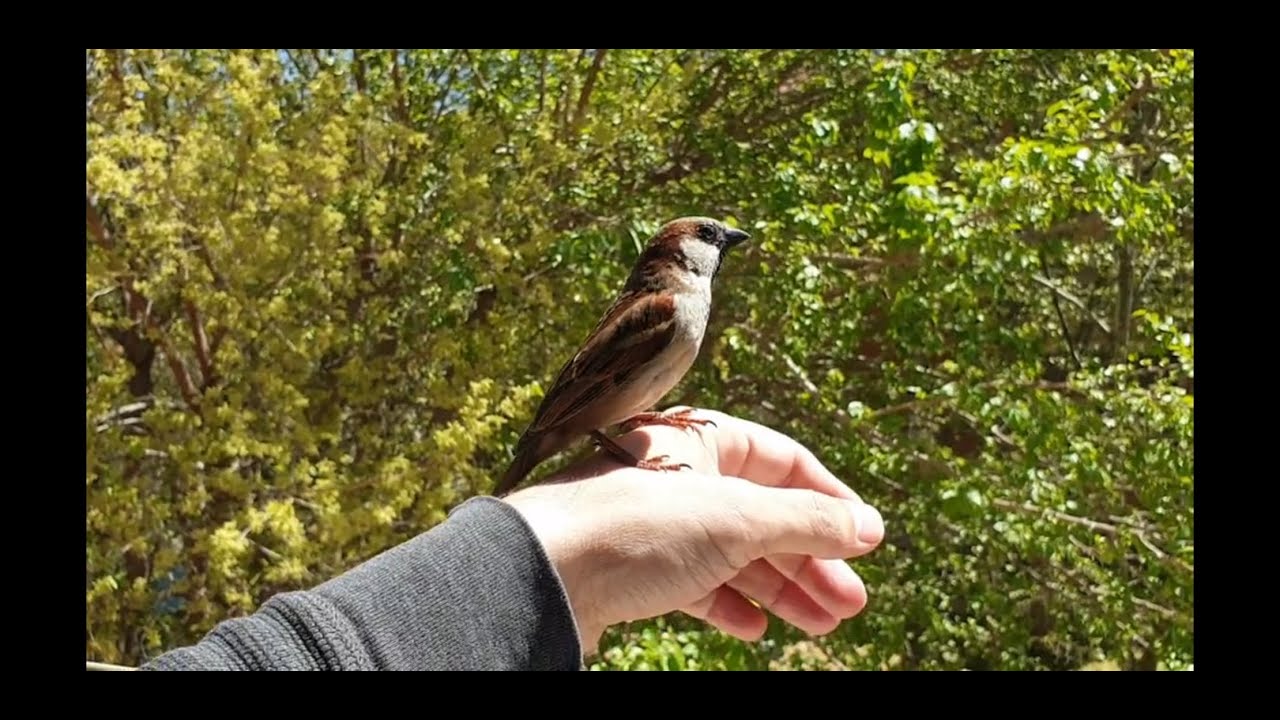 Robin el gorrión....hoy muy activo, Robin sparrow se afianza en el ...