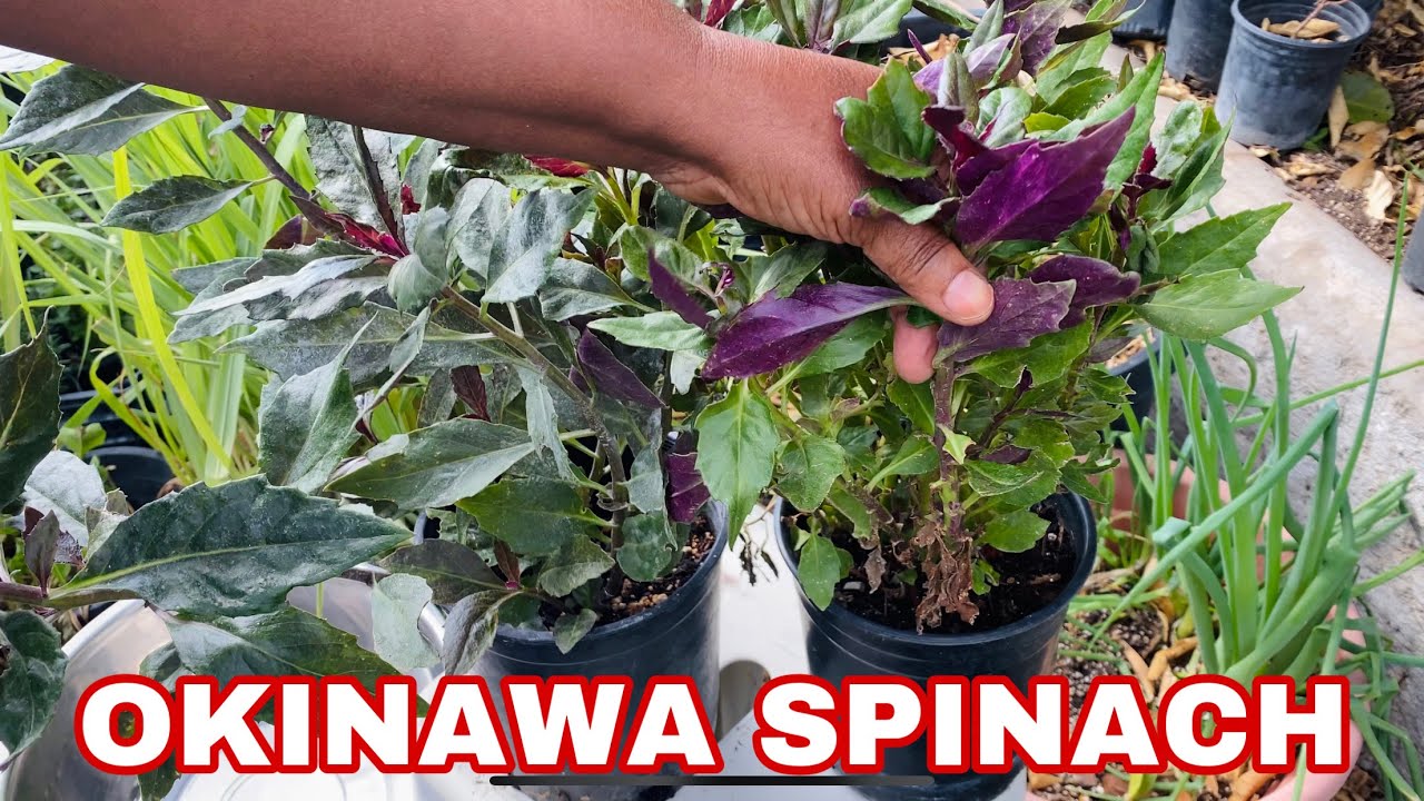 OKINAWA SPINACH | Gynura Bicolor | Cholesterol Spinach | How to Grow ...