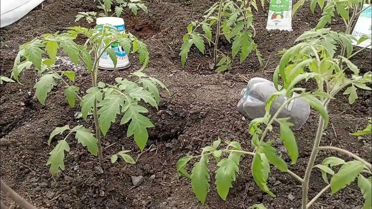 Опять снег. Еду проверять свои томаты. - YouTube