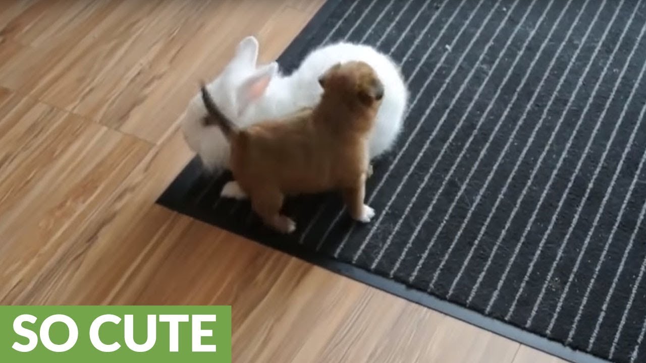 Puppy and bunny playtime will melt your heart - YouTube