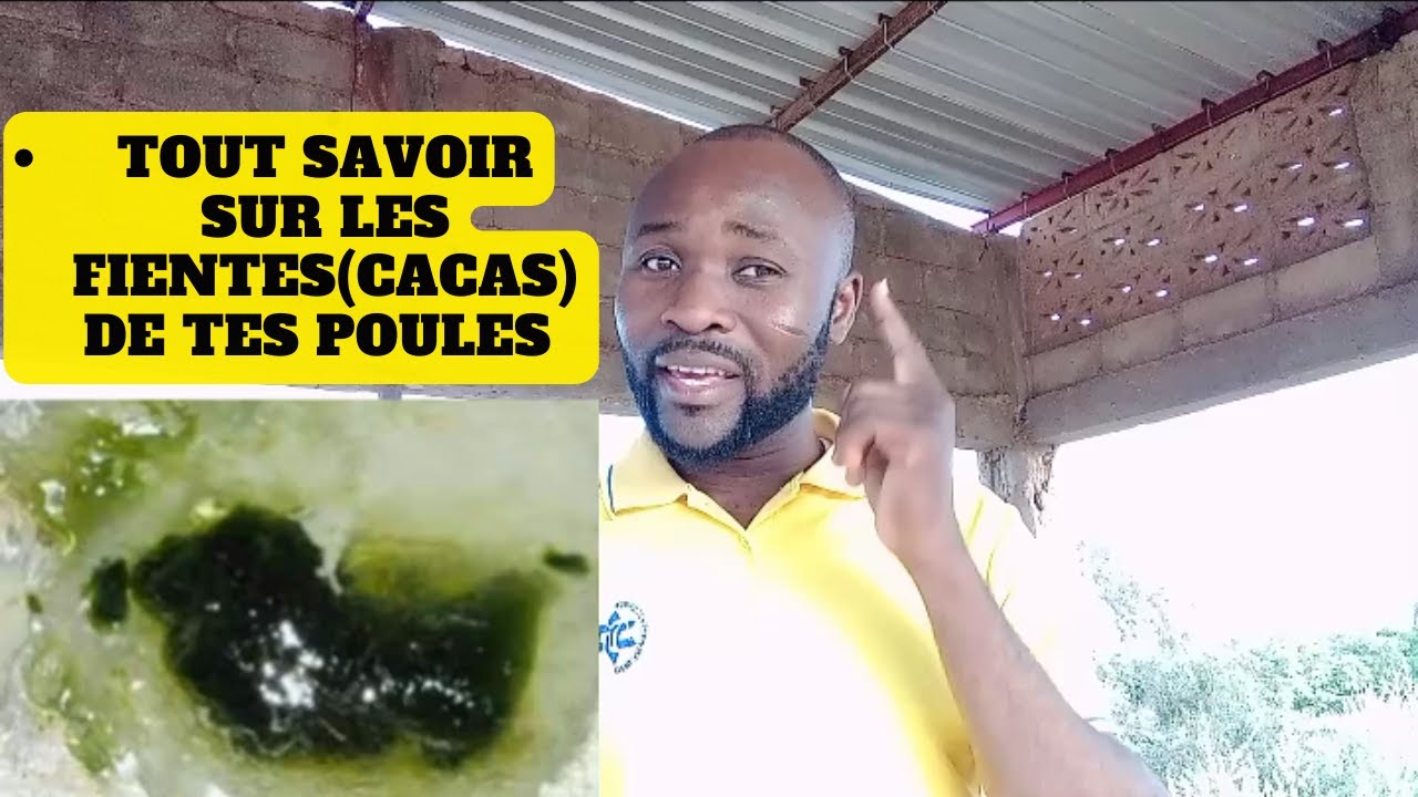 Tout savoir sur les fientes(Cacas) des poules - YouTube