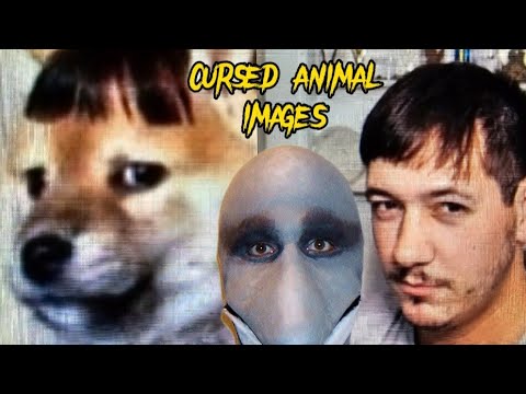 Cursed Animal Images - YouTube