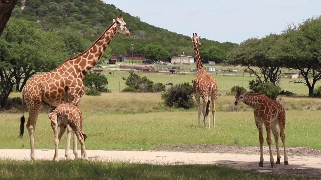 Fossil Rim Wildlife Center May 2017 - YouTube