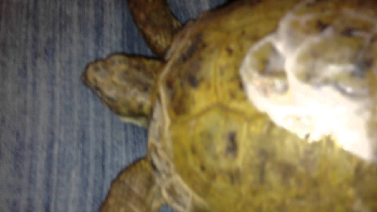 Vita Shell - YouTube