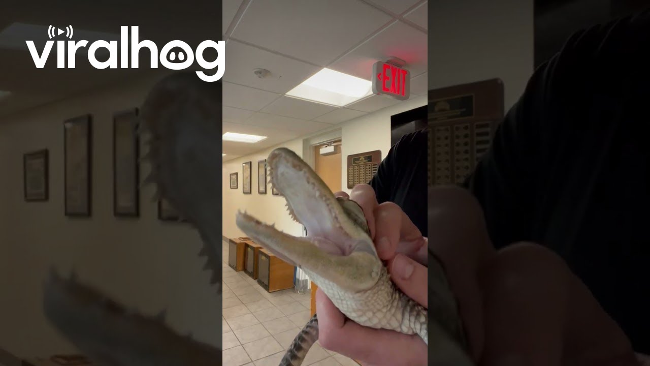Little Gator Loves Head Scratches || ViralHog - YouTube