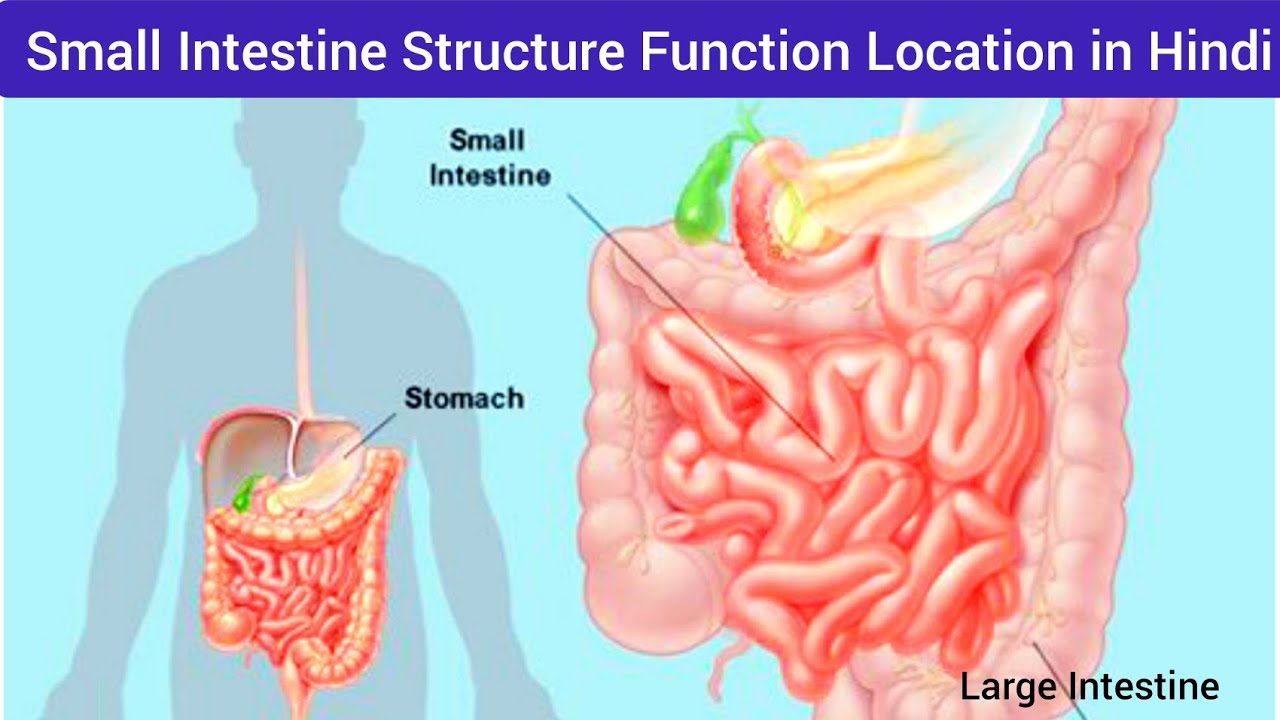Small Intestine Structure Function Location in Hindi | Function of ...
