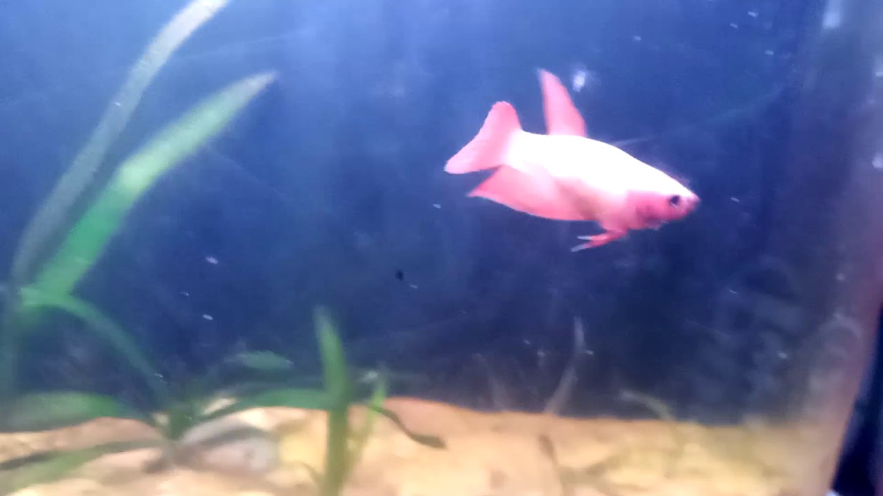 fat female betta fish - YouTube