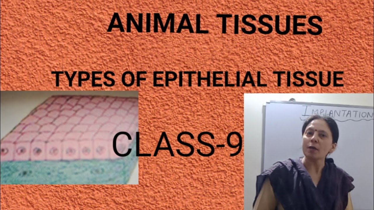 EPITHELIAL TISSUE/TYPES OF EPITHELIAL TISSUE/ ANIMAL TISSUE/ CLASS-9 ...