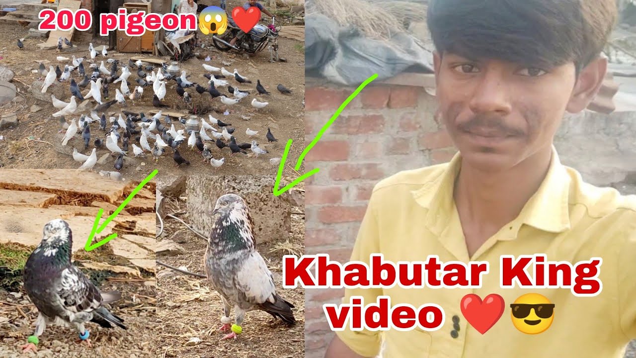 😎khabutar king 😯👑 video & 200 pigeon video #khabutar #pigeon # ...