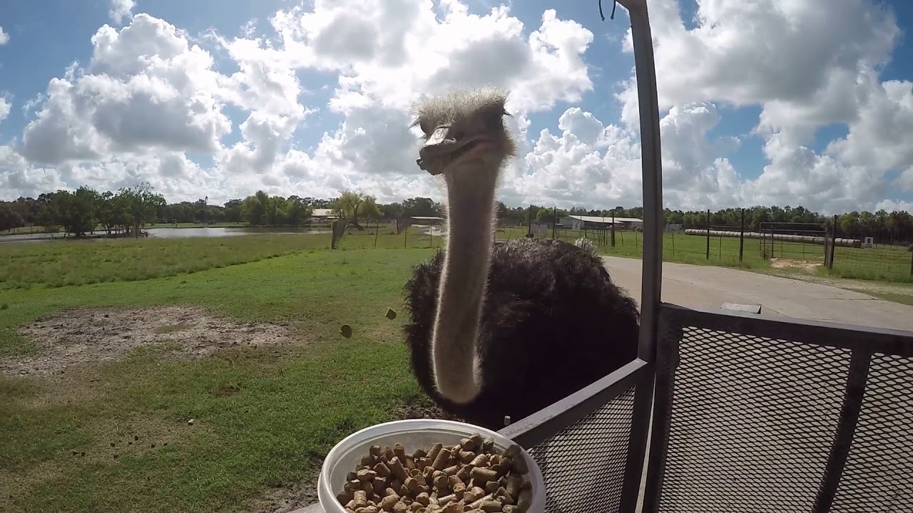 Feeding An Ostrich - YouTube