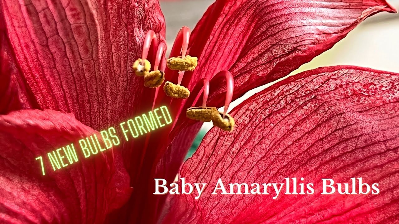 7 New Amaryllis Bulblets or Offsets Are Growing! Look How Pretty These ...