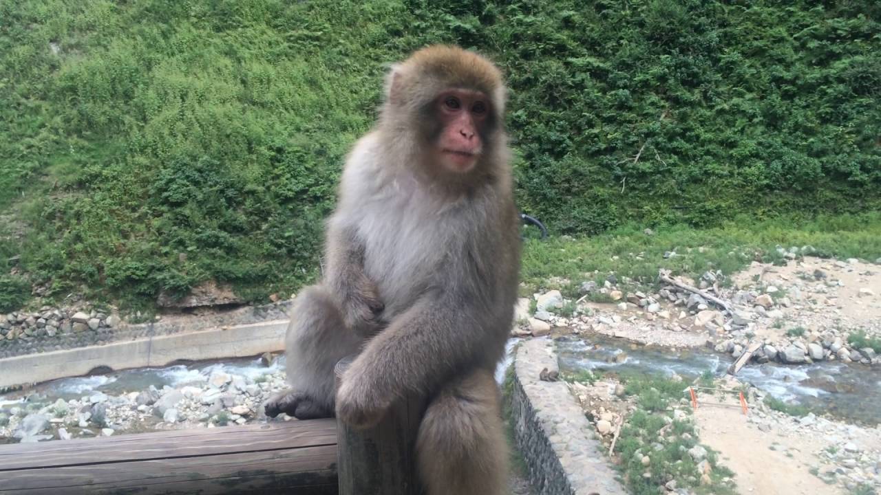 Meeting the Monkeys - YouTube