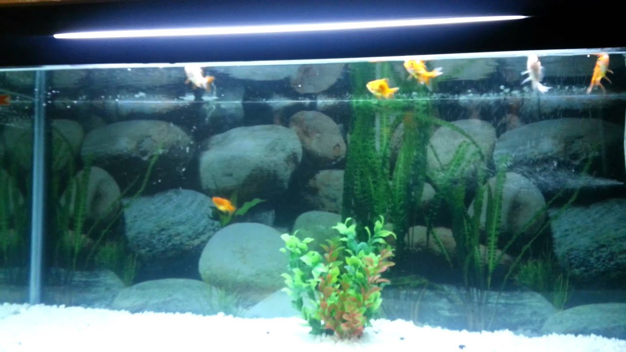 Naren gold fish aquarium - YouTube
