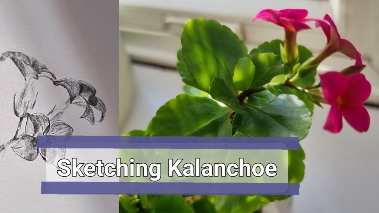 Kalanchoe plant | Follow along and draw #drawing #art #kalanchoes - YouTube