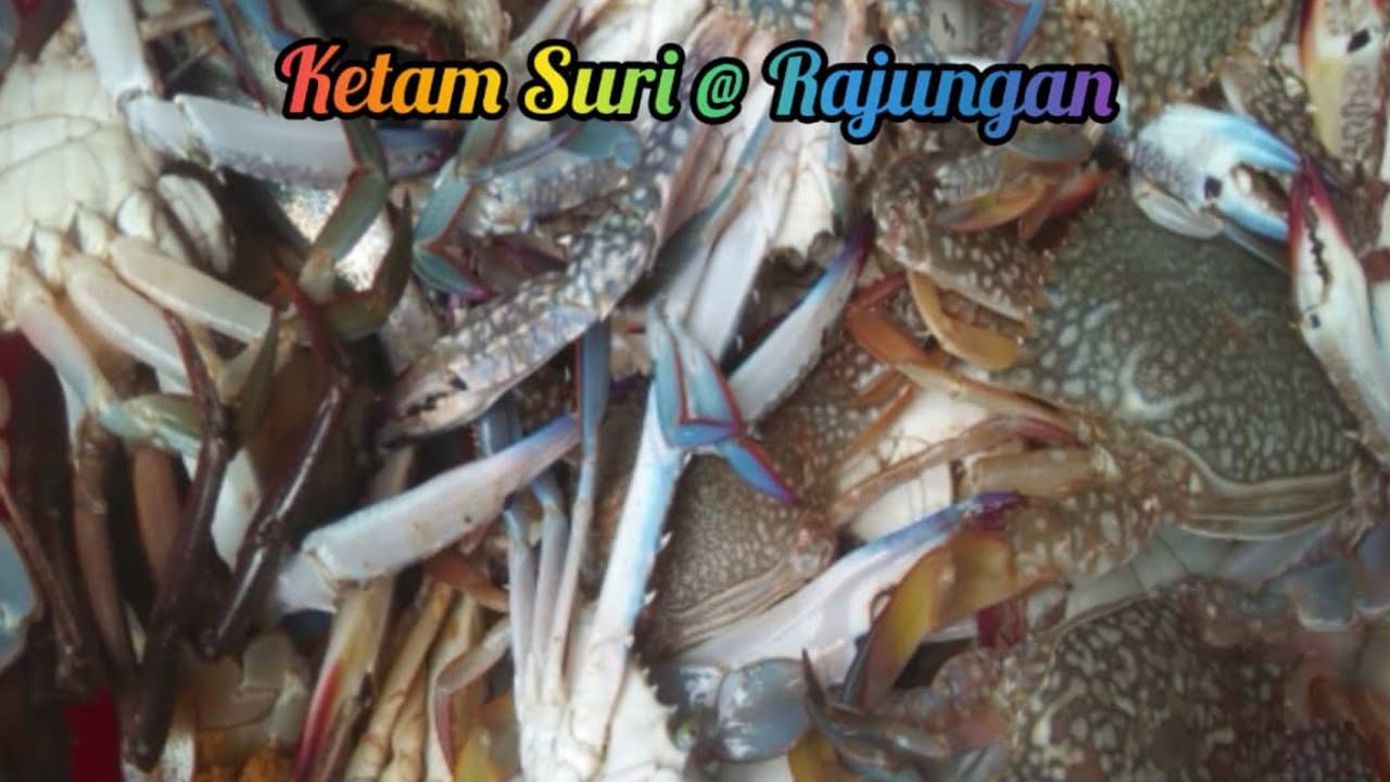 Ketam Suri@kepiting Rajungan - YouTube