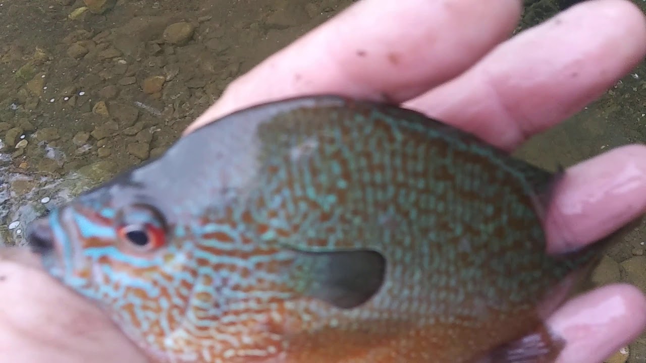 IN GOD River Fishing and caught a Nice Sun Perch In Natures Great Out ...