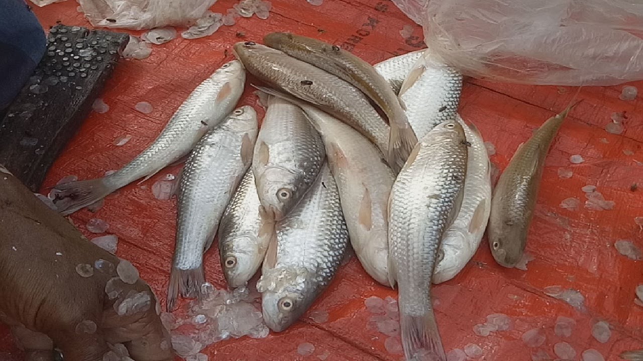 Amazing Small Vata Fish Cutting - YouTube