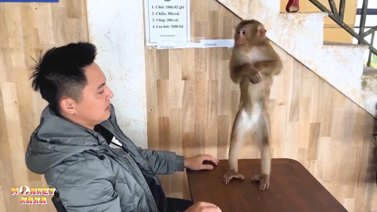 Monkey Kaka stood up by himself to let dad see if his body was skinny ...
