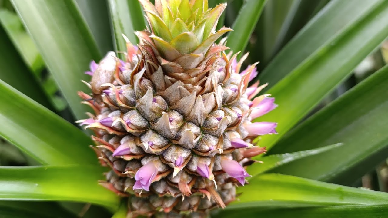 La flor de piña es su fruto?? y cuántos hijos produce una mata # ...