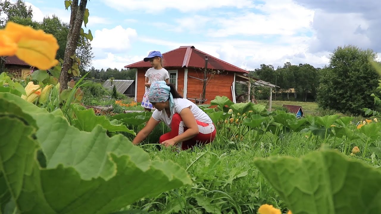 Simple village life. Onion harvest and rustic dinner - YouTube