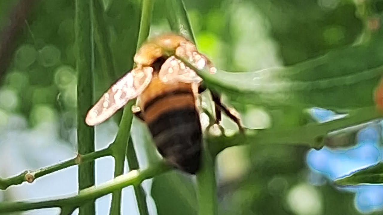 Abejas en la mata de Nin Mito o Realidad - YouTube