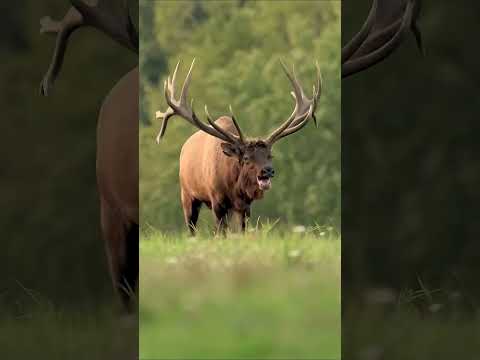 Huge bull elk bugling during the rut season - YouTube