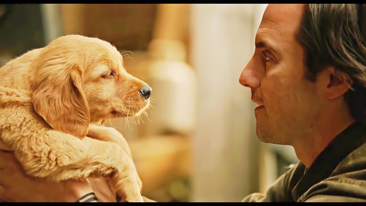 The Incredible Journeys of Dog Enzo - YouTube