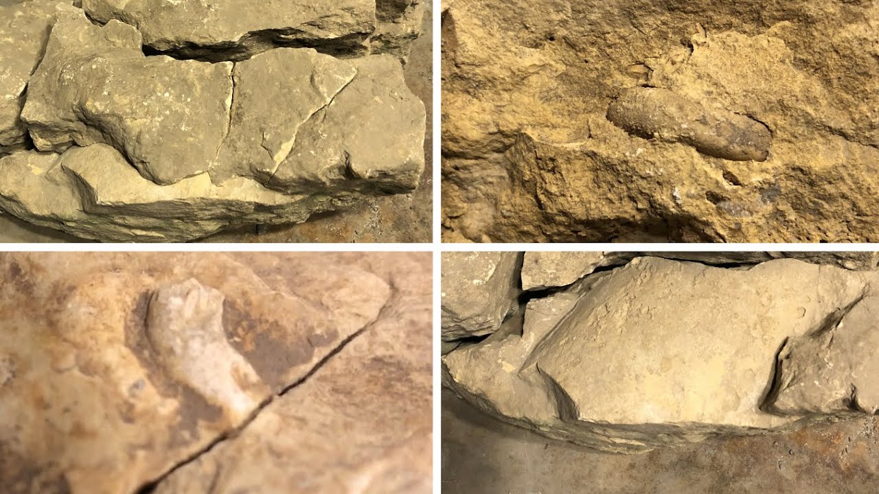 Closer Look: Multiple Fossils In One Rock (Something Big) - YouTube