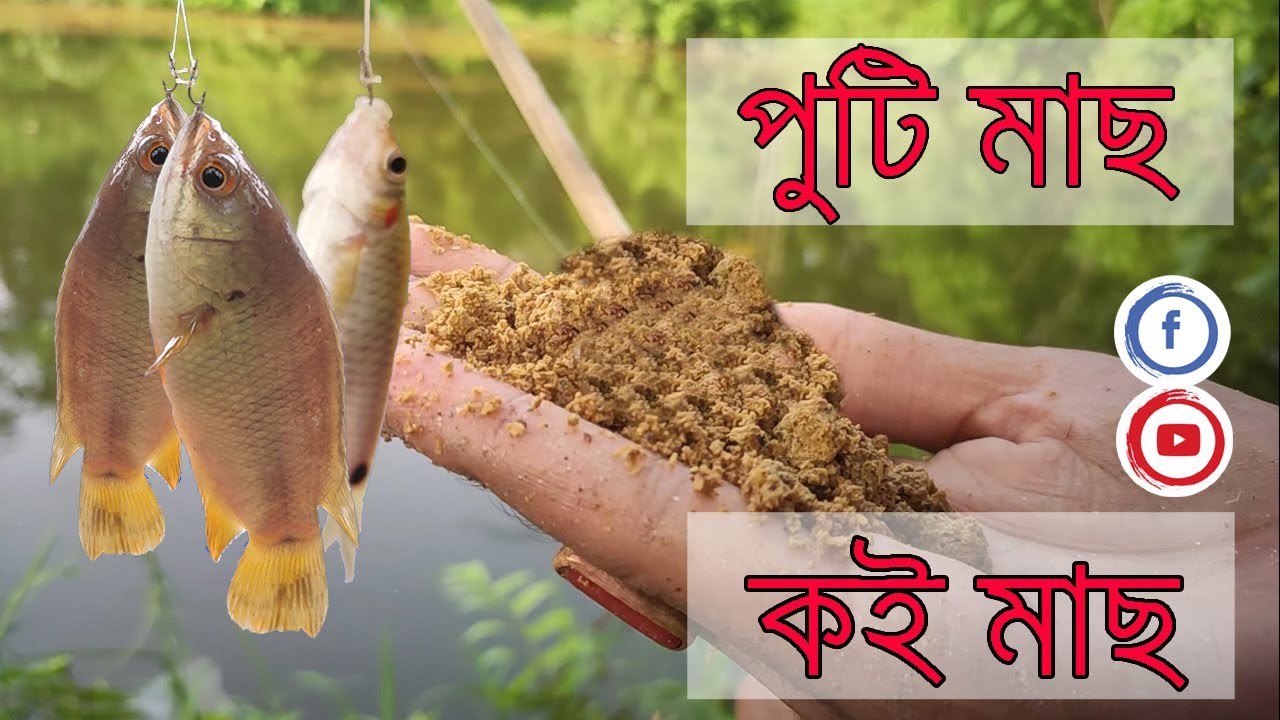 পুটি মাছ ধরার চার🐠🐠🐟|| কই মাছ ||Puti is a great way to catch fish ...