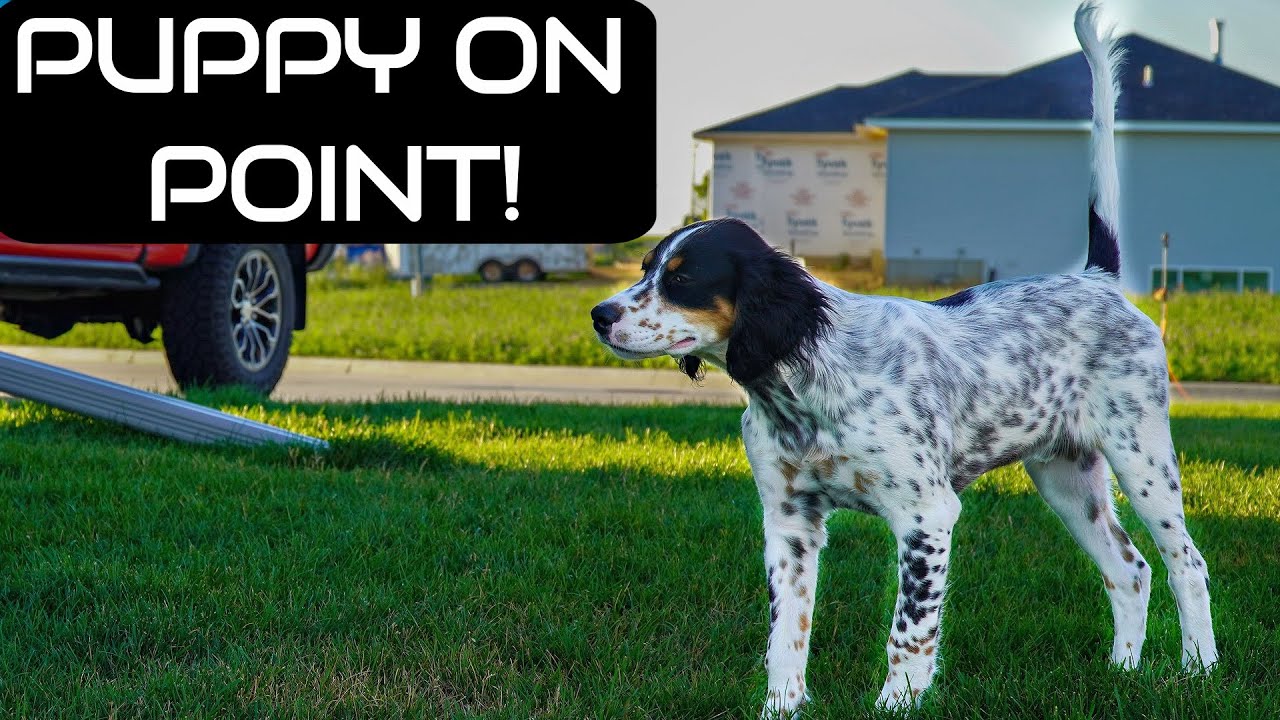 Wing Training a Pointer Puppy! - YouTube