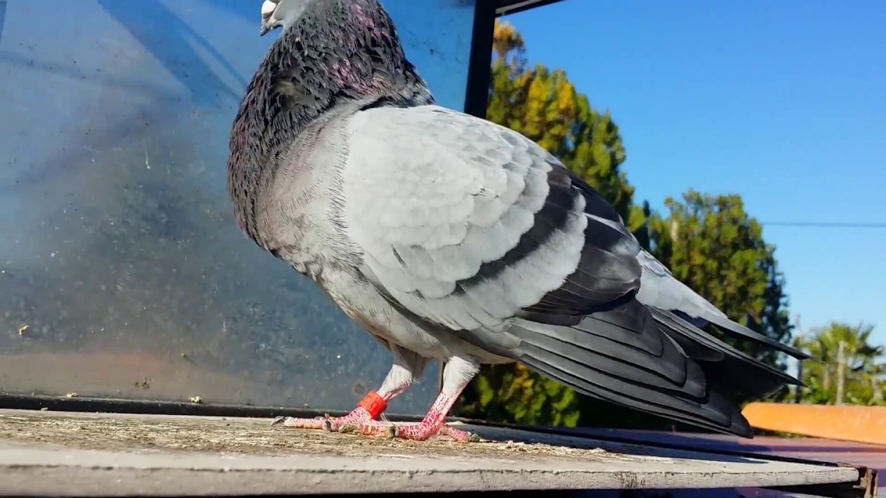 Pichona Humada vs Blanco de Alfredo 2da parte @PalomeandoaTope - YouTube