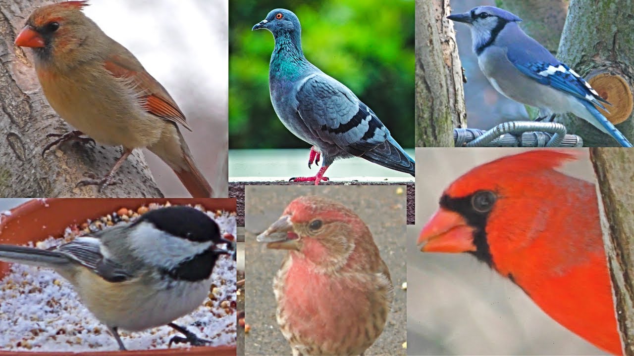 Videos for Cats to Watch - Cats Do Backflips - YouTube