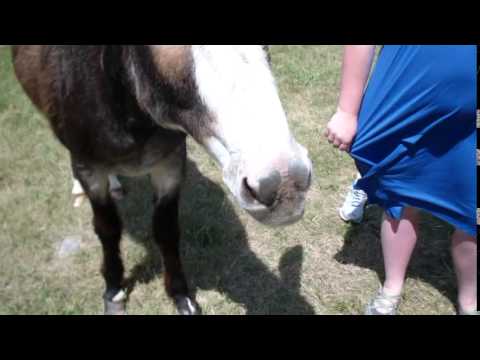 Feeding Wild Burros Custer State Park - YouTube