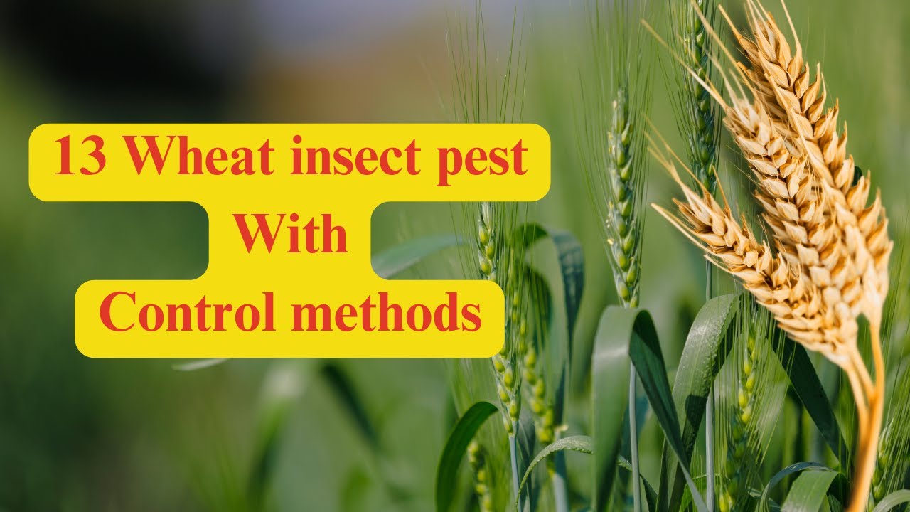 Protect Your Wheat Crops: A Comprehensive Guide to Identifying and ...