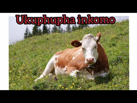 Ukuphupha izinkomo kubika lokhu - YouTube
