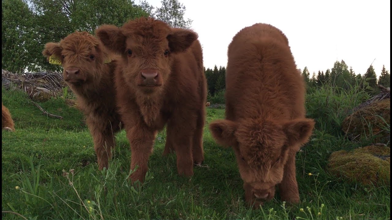 Scottish Highland Cattle In Finland: Fluffy Calves June 2017 - YouTube