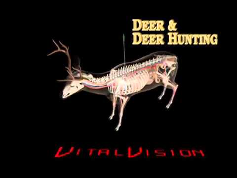 Tips for Making the Quartering Away Shot - Deer Hunting - YouTube