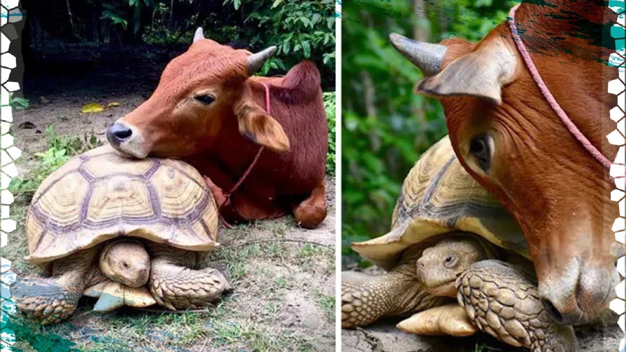 Disabled Cow And Giant Tortoise Are the Most Unlikely Of Friends, And ...