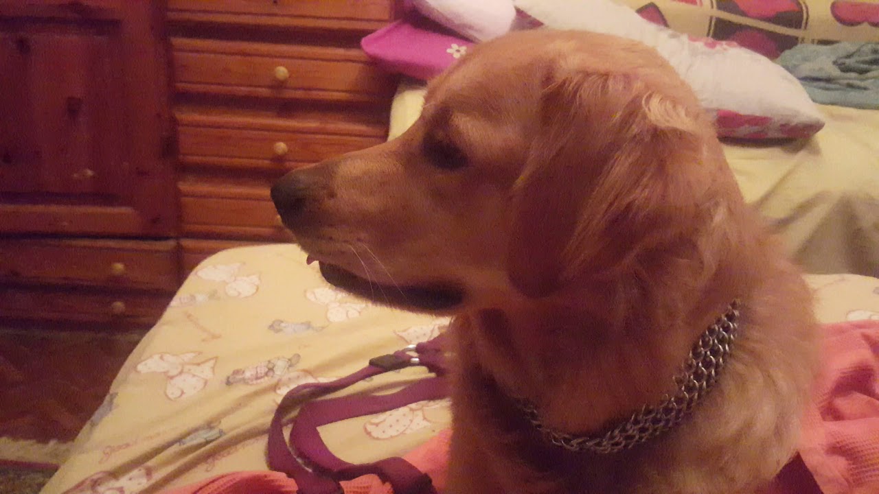 Luka is watching T.V (Film Kalb Balady) - YouTube