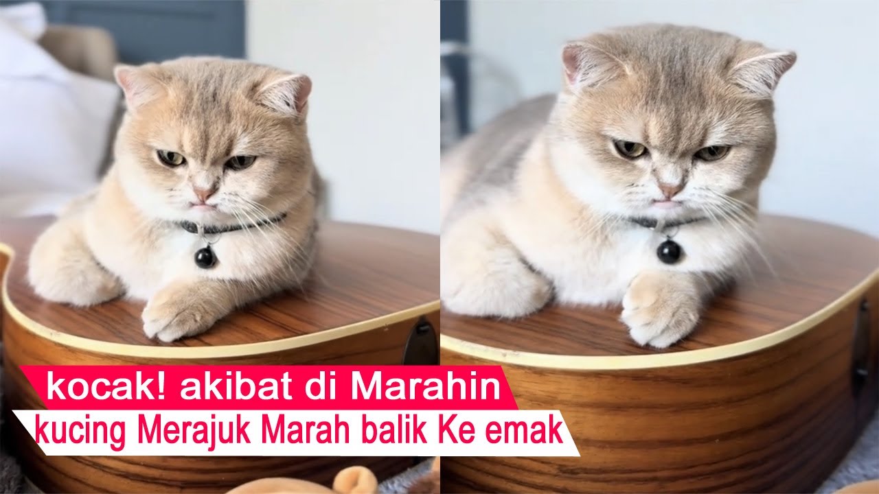 NGAKAK/ kucing Baperan Merajuk Lucu sampai buang Muka ke emak'nya ...