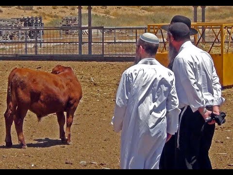 Red Heifer Update - June 2021 - YouTube
