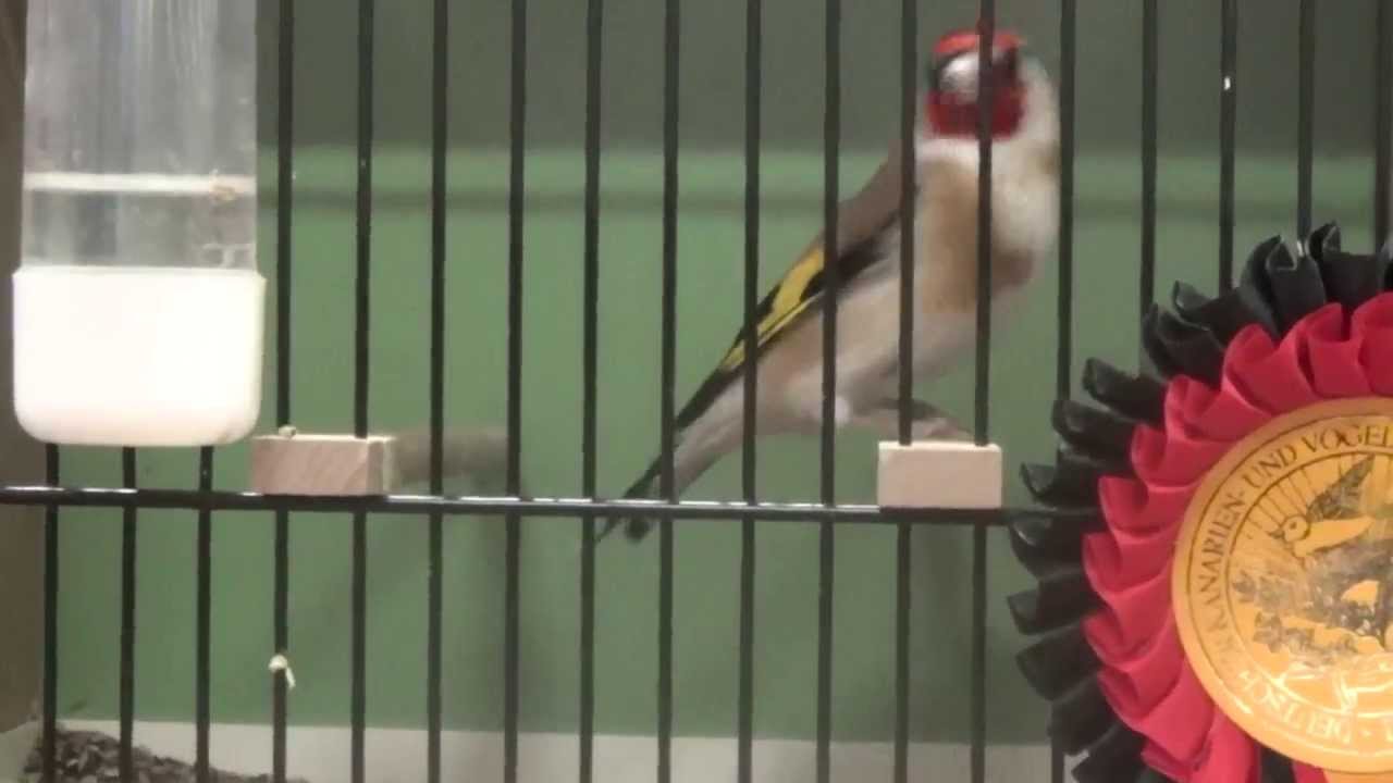 Goldfinch Carduelis carduelis major Erich Preiser - YouTube