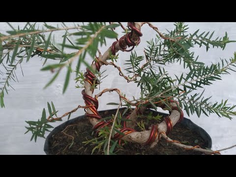 Program Bonsai Kayu Putih
